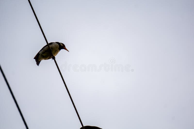 A Hummingbird is Sitting on an Electric Wire Stock Image - Image of ...