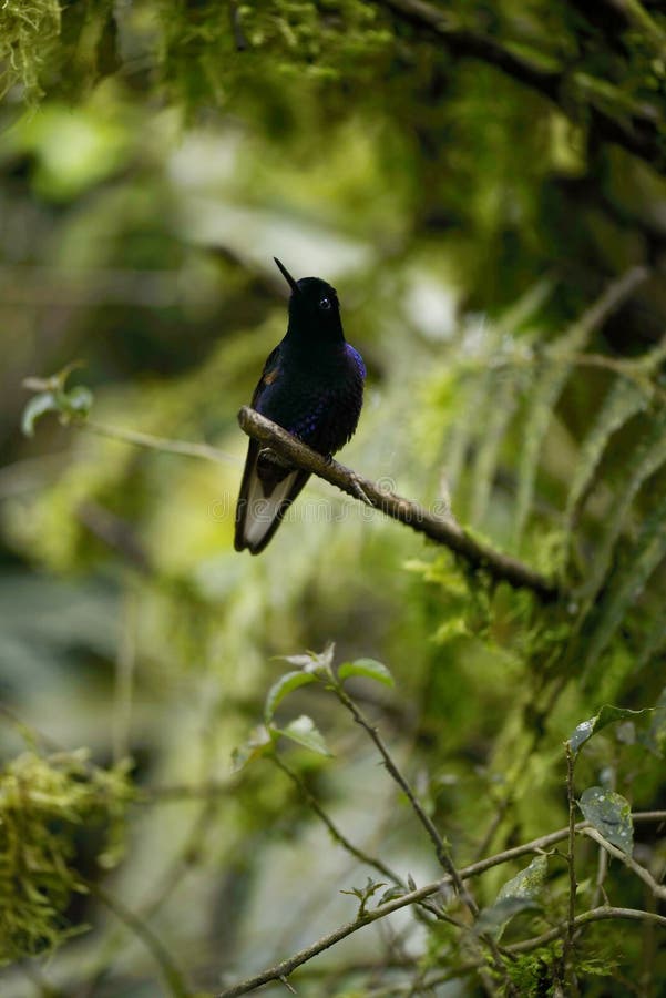 The Hummingbird Sitting on the Tree. Stock Photo - Image of animal ...