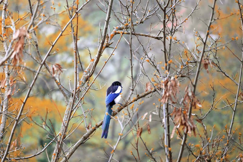 .a Hummingbird Sitting in a Tree with Orange Leaves Stock Image - Image ...