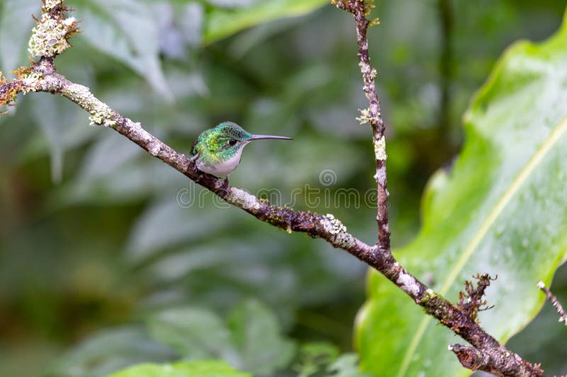 Hummingbird stock photo. Image of moving, feather, action - 139422926