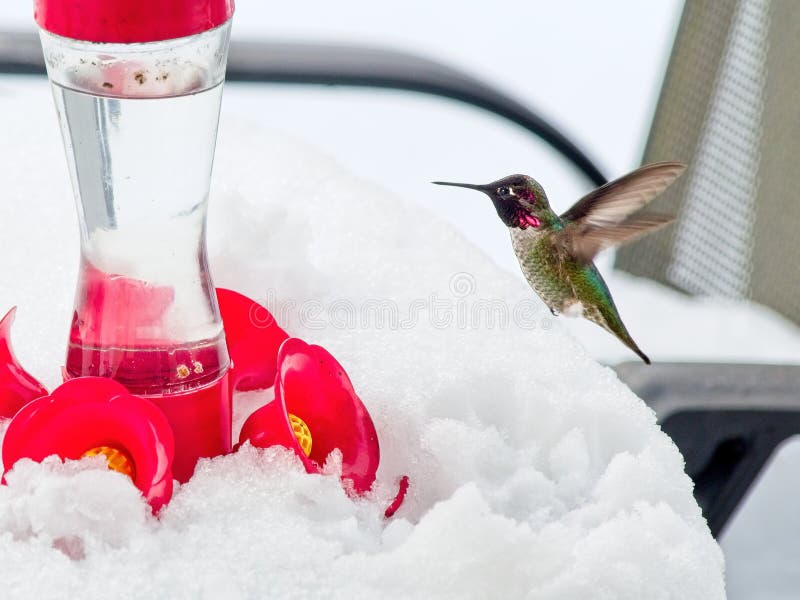 Hummingbird in snow stock image. Image of wildlife, storm - 140309343