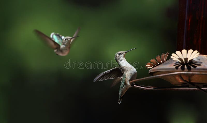 Hummingbird during spring stock photo. Image of bird - 118452052