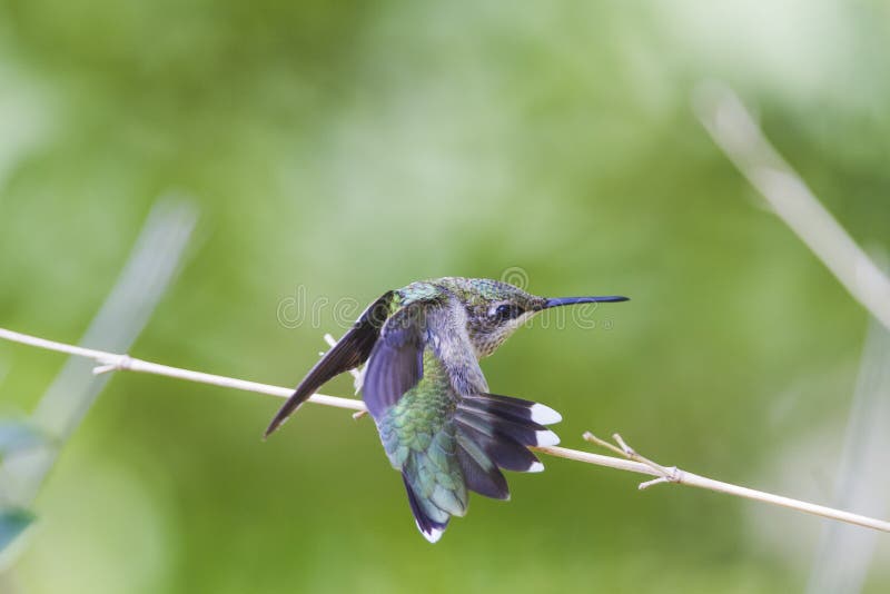 Hummingbird stock photo. Image of avian, wing, colorful - 126132184