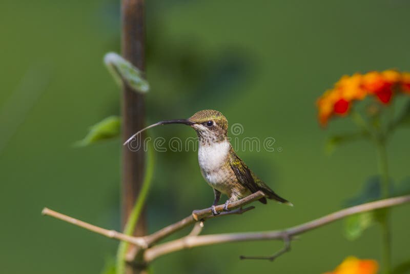 Hummingbird stock image. Image of garden, flight, green - 126132231