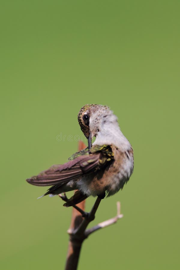 Hummingbird stock image. Image of bird, wild, feed, nature - 34657937