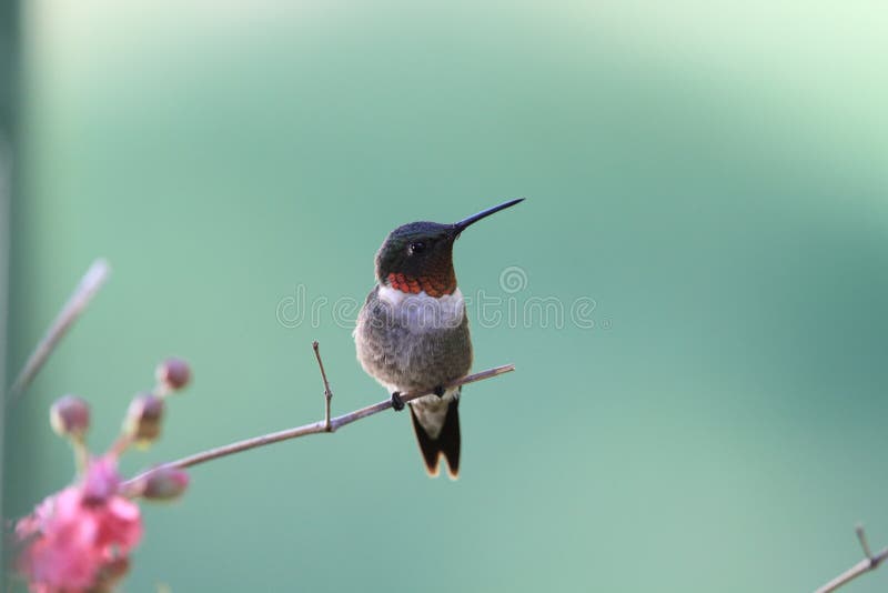 Green-crowned Woodnymph Hummingbird Stock Image - Image of beautiful ...