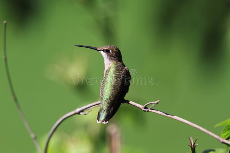 Hummingbird stock image. Image of avian, flower, bird - 34658387