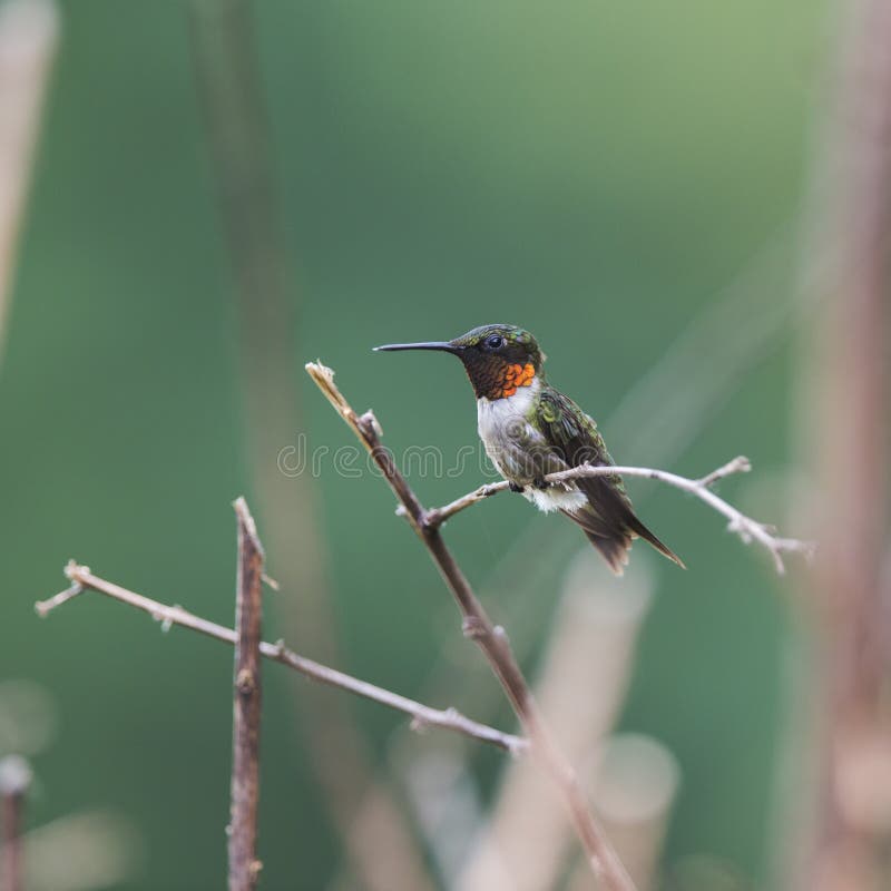 Hummingbird stock photo. Image of wing, bird, birding - 126132196