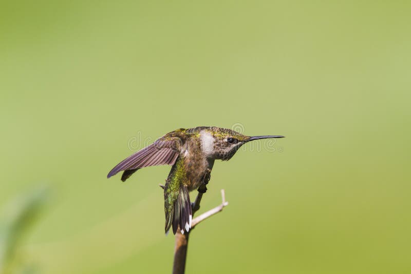 Hummingbird stock photo. Image of hummingbird, birding - 126132234