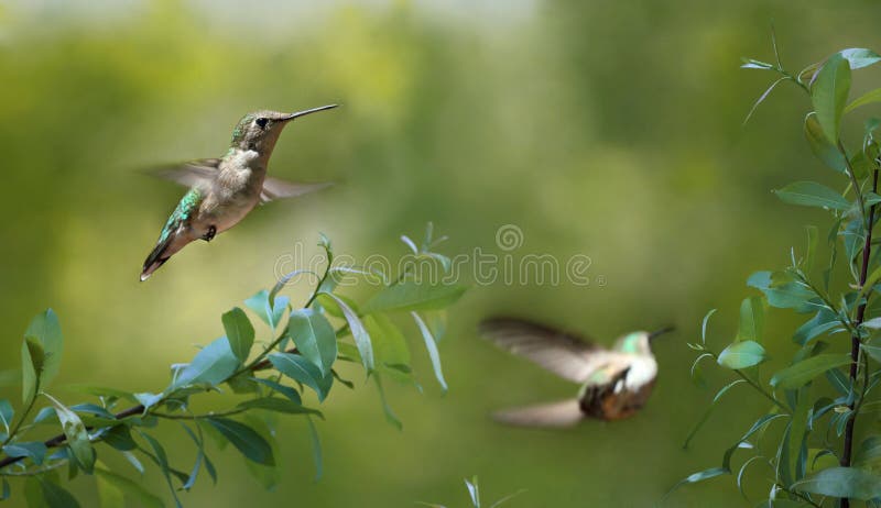 Hummingbird during summer stock photo. Image of animal - 119963838