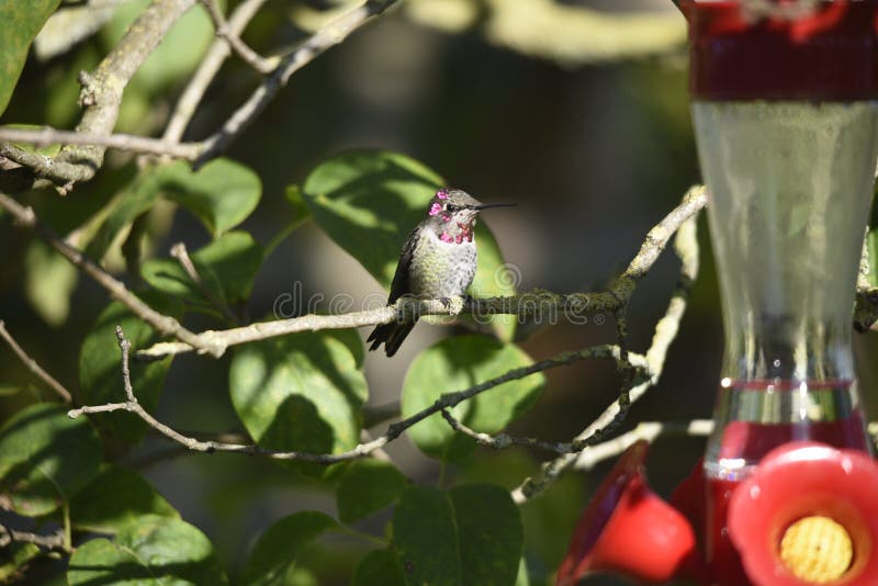 Hummingbird stock photo. Image of branch, feeder, hummingbird - 163559560