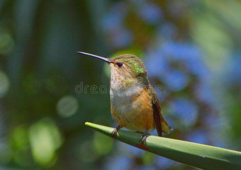 Hummingbird stock photo. Image of lucky, nature, yellow - 283770746