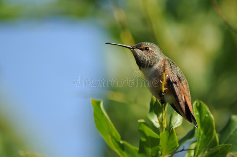 Hummingbird Up Close Picture. Image: 22435119