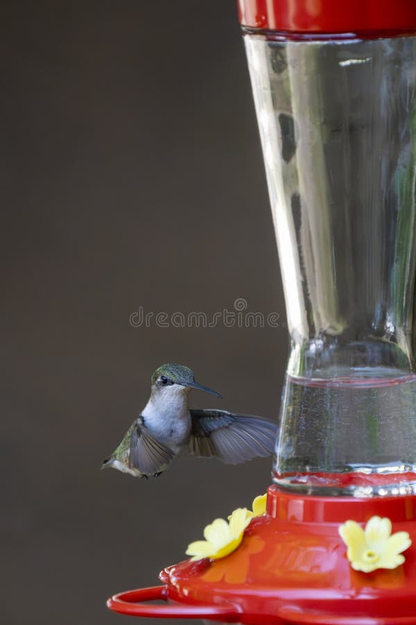Hummingbird up close stock photo. Image of ruby, bird - 328889768