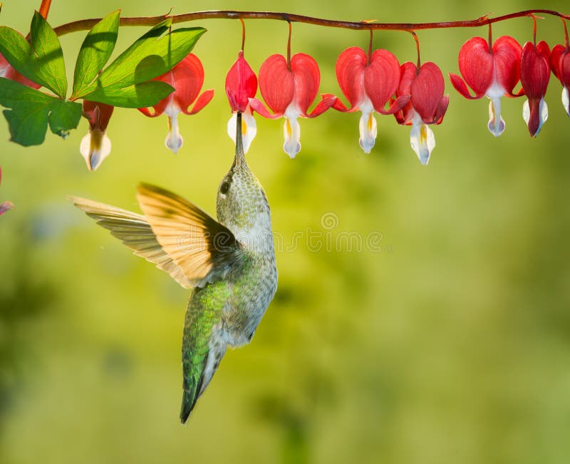 Hummingbird Visiting Bleeding Heart Flowers Stock Photo - Image of ... Hummingbird Visiting Bleeding Heart Flowers Stock Photo - Image of ...