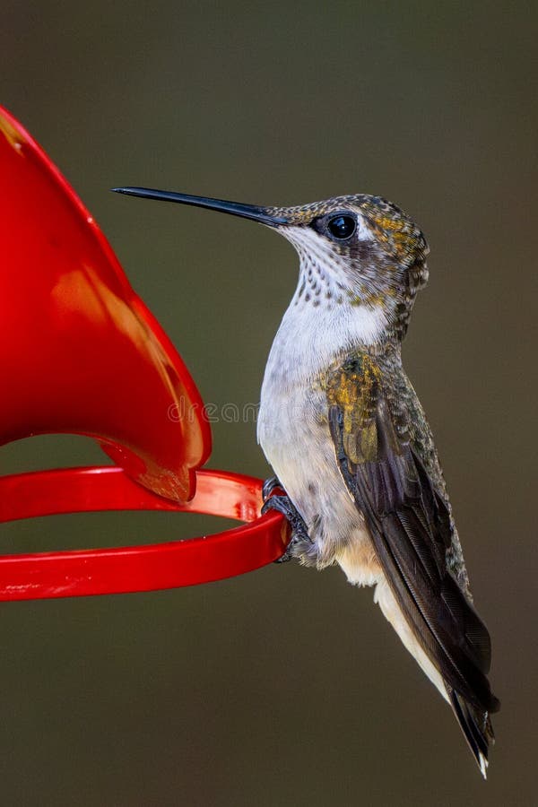 Hummingbird Visiting a Feeder. Stock Photo - Image of hummingbird ...