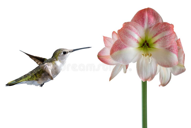 Hummingbird on White Background Stock Image - Image of summer, floral ...