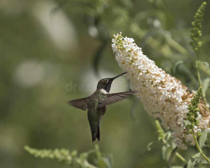 Hummingbird white bract stock photo. Image of leffanta - 42450122