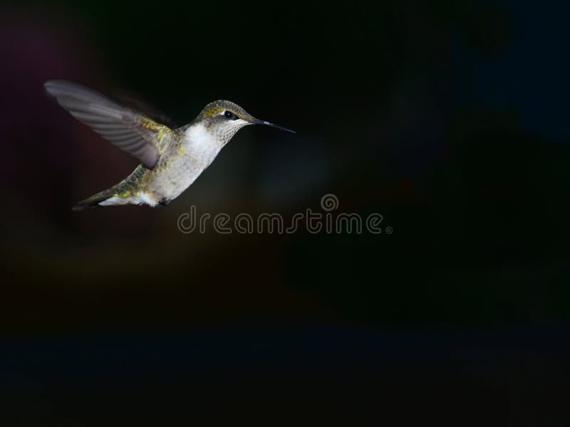 Hummingbird Wings stock image. Image of hummingbird, black - 71322499