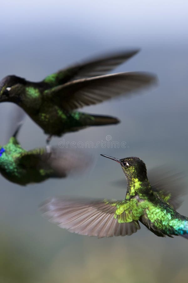 Hummingbirds fighting stock image. Image of friends, movement - 12686319