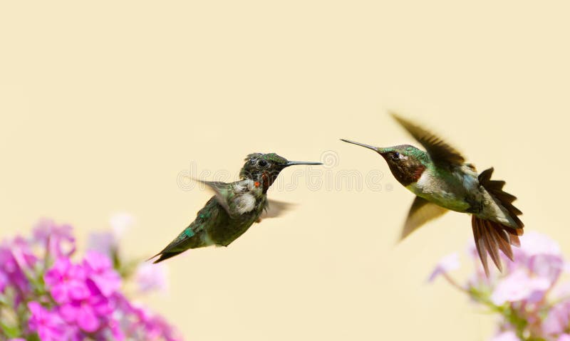 Two Ruby-throated Hummingbirds, a Male and Female, Flying Stock Image ...