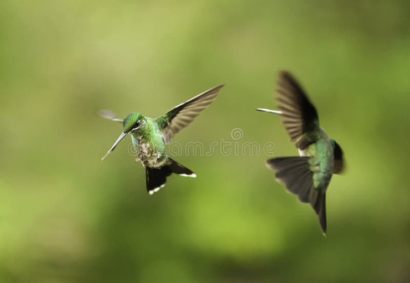 Two Hummingbirds stock photo. Image of hummingbirds, female - 4796030