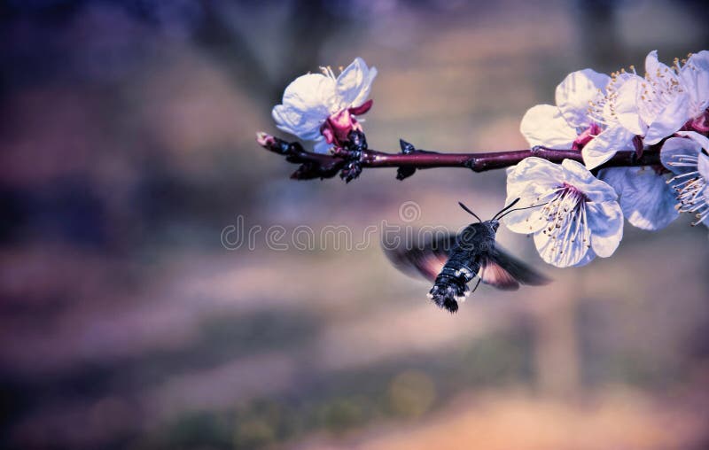 Hummingmoth Pollinate a Flower Stock Photo - Image of flowery, lapse ...