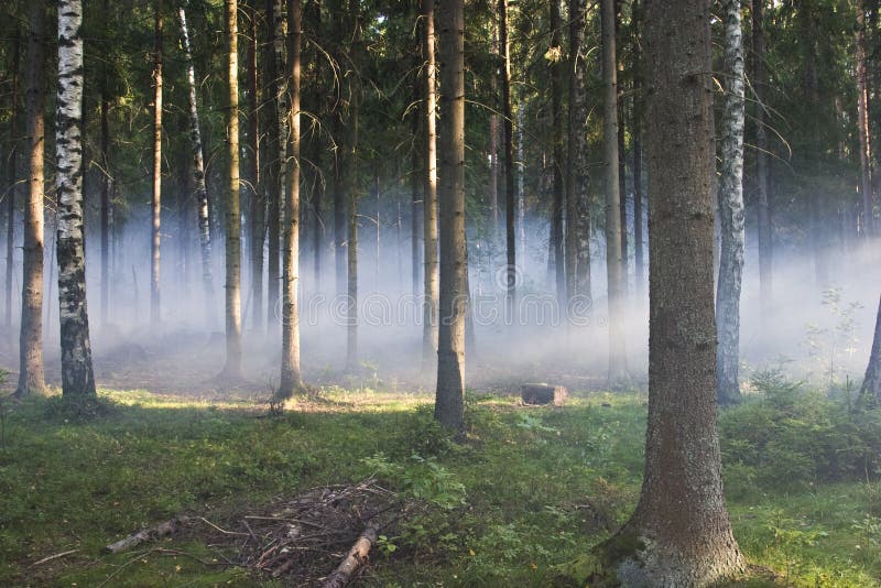 Humo en las maderas imagen de archivo. Imagen de salvaje - 10850033