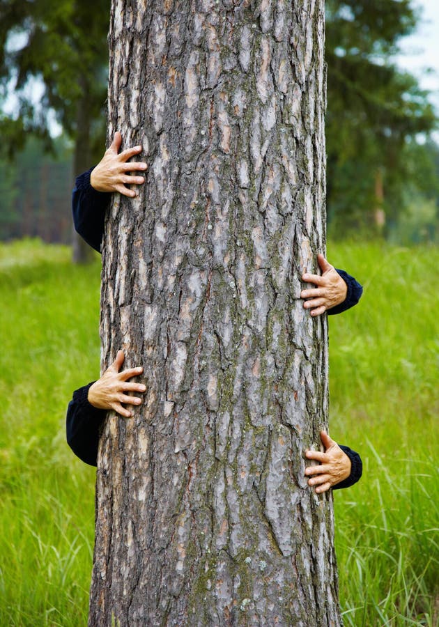 Hands clasping the tree stock photo. Image of ecology, retain - 188172