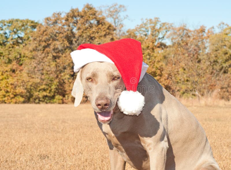 Santas Pet Helper Stock Photos - Free & Royalty-Free Stock Photos from ...