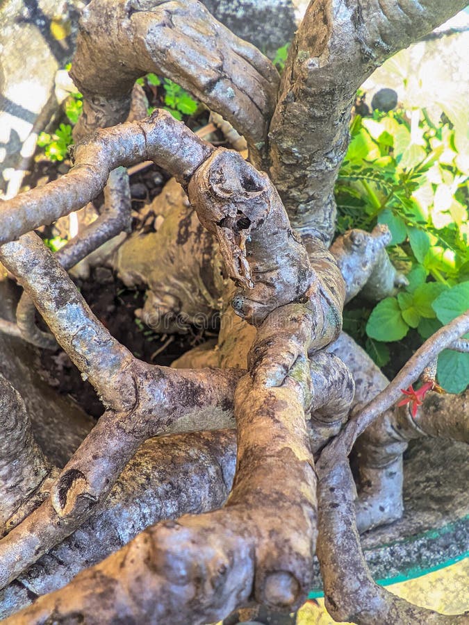 Hump of a Bonsai Tree Branch in a Pot Stock Photo - Image of bonsai ...