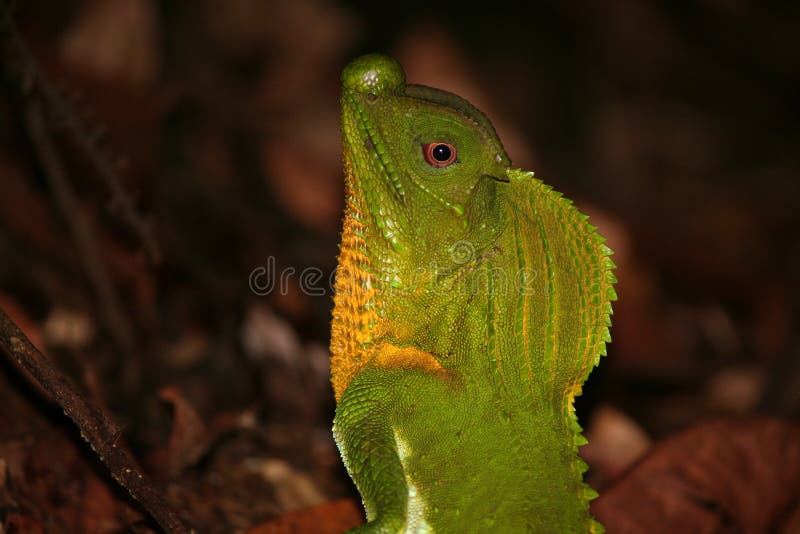 Hump-nosed Lizard, Sinharaja National Park Rain Forest, Sri Lanka Stock ...