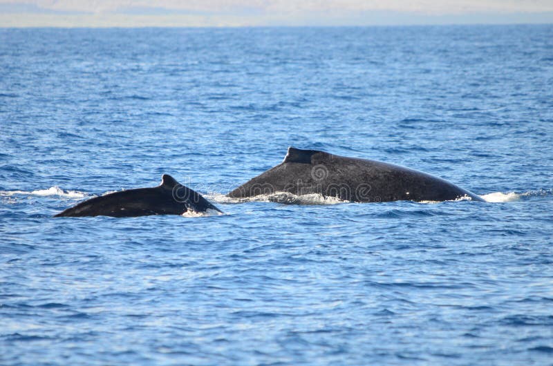 Humpback stock image. Image of sightseeing, hawaii, humpback - 17592065