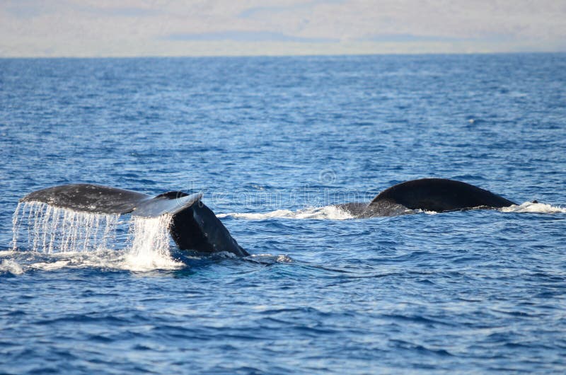 Antarctic continent stock photo. Image of nature, penguin - 13556654