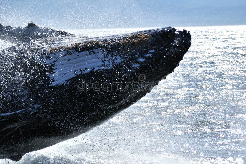Humpback close breach stock photo. Image of novaeangliae - 21650478