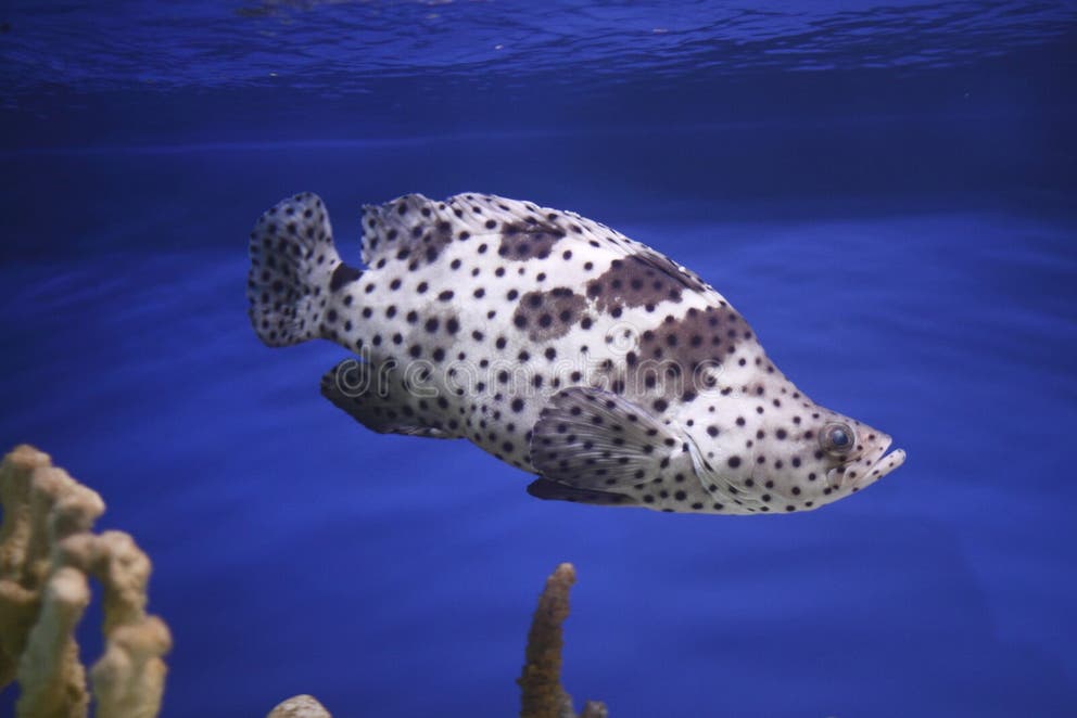 Humpback grouper stock image. Image of humpback, panther - 17724123