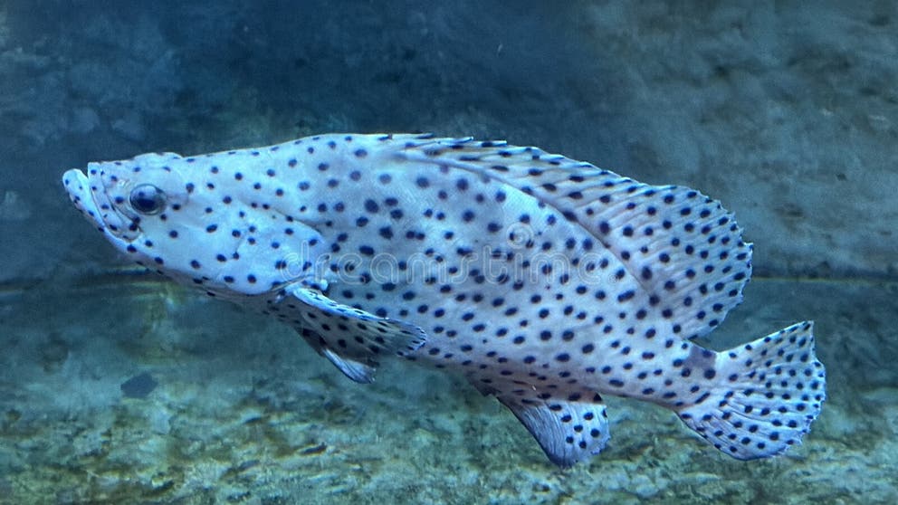 Humpback Grouper in an Aquarium Stock Photo - Image of ocean, great ...