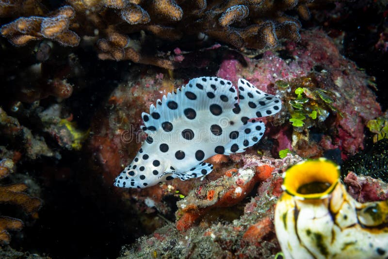 Humpback Grouper Chromileptes Altivelis Stock Image - Image of ...