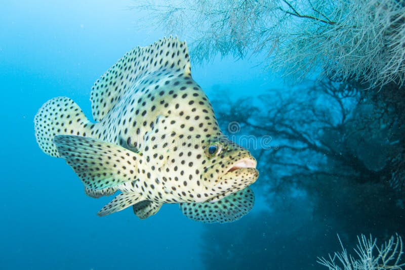 Humpback grouper stock image. Image of humpback, panther - 17724123