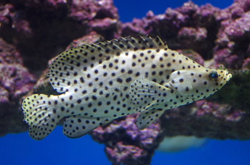 The Humpback Grouper, Panther Grouper or Barramundi Cod Cromileptes ...