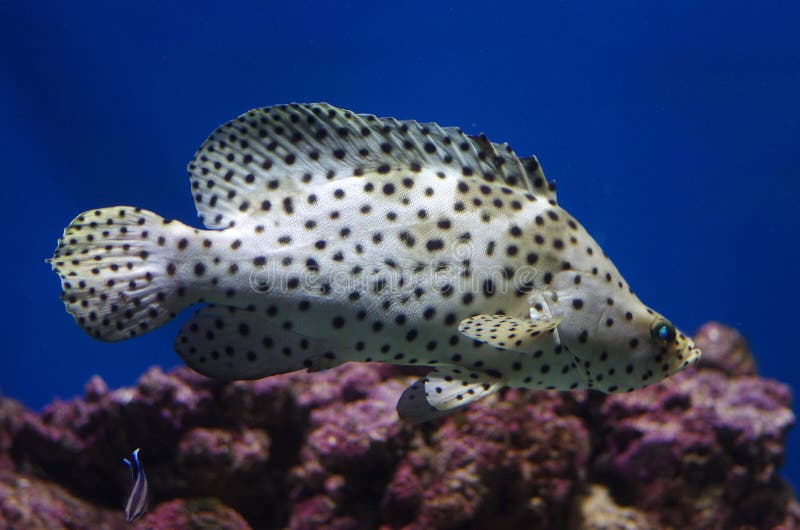 The Humpback Grouper, Panther Grouper or Barramundi Cod Cromileptes ...