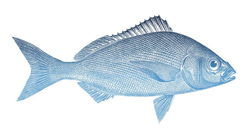Grunt Fish Stock Illustrations – 31 Grunt Fish Stock Illustrations ...
