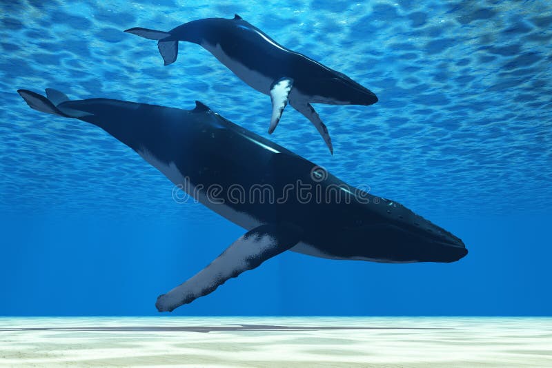 Humpback Whale Calf stock photo. Image of ocean, humpback - 76716374