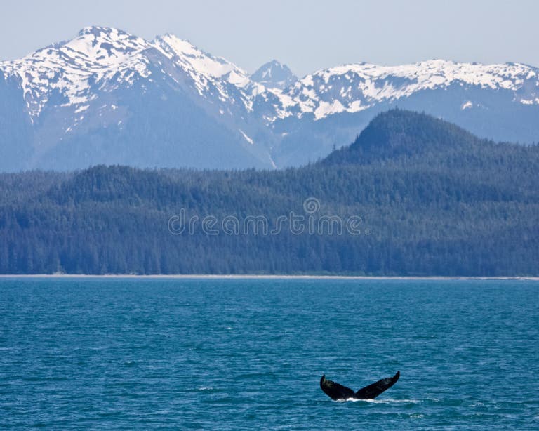 205 Glacier Bay Whale Mountains Stock Photos - Free & Royalty-Free ...