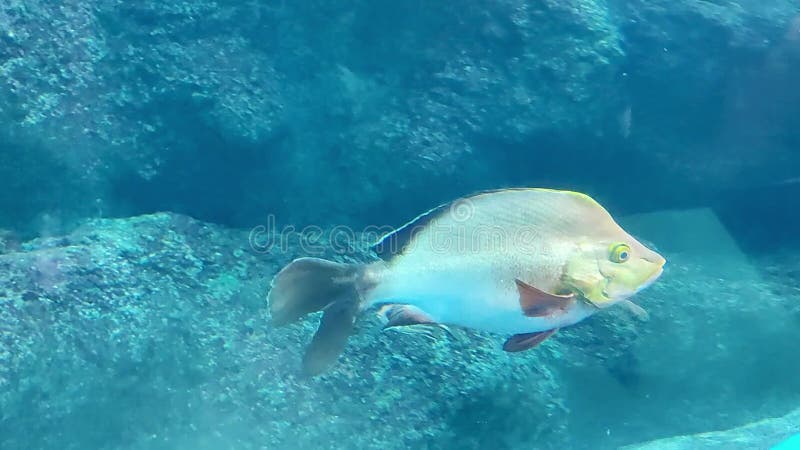 Humpback red snapper fish stock video. Video of ocean - 322014203