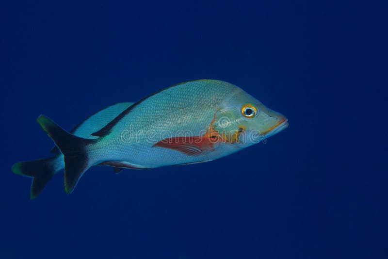 Humpback red snapper stock photo. Image of animal, discovery - 58883446