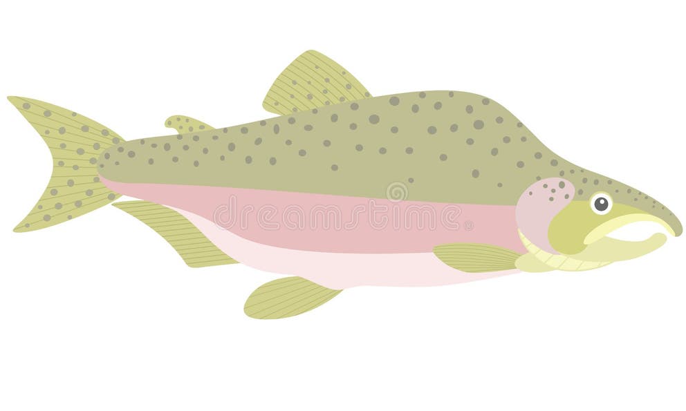 Humpback salmon stock vector. Illustration of design - 48731439