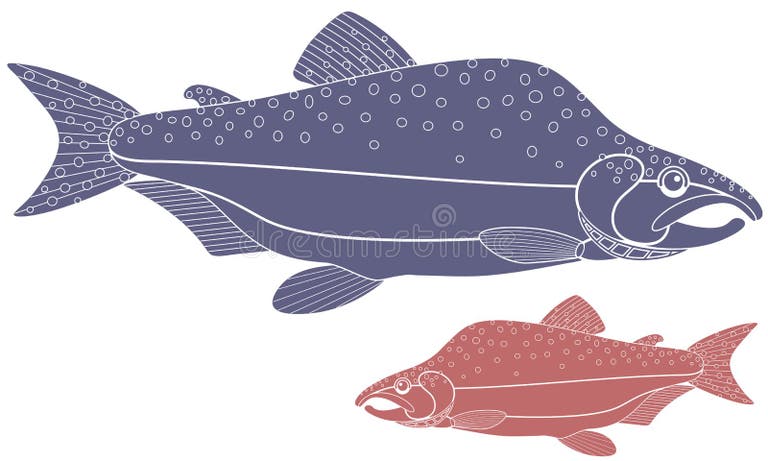 Humpback salmon stock vector. Illustration of blue, salmon - 49027243