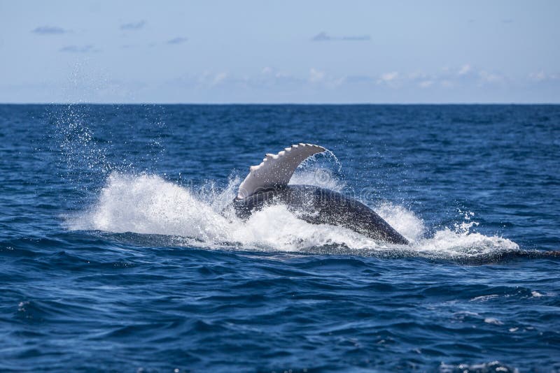 Splashing Humpback Whale stock image. Image of tourist - 9030439