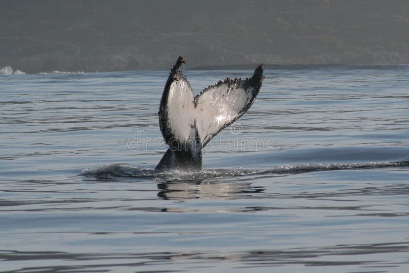 Humpback Tail stock photo. Image of based, flukes, hermanus - 1631540